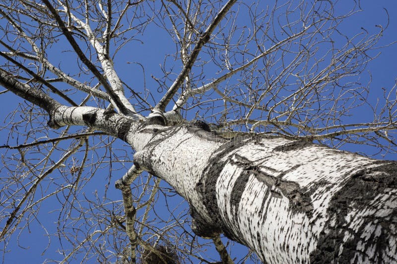 Peuplier blanc photo stock. Image du vieux, arbre, voyez - 4906254