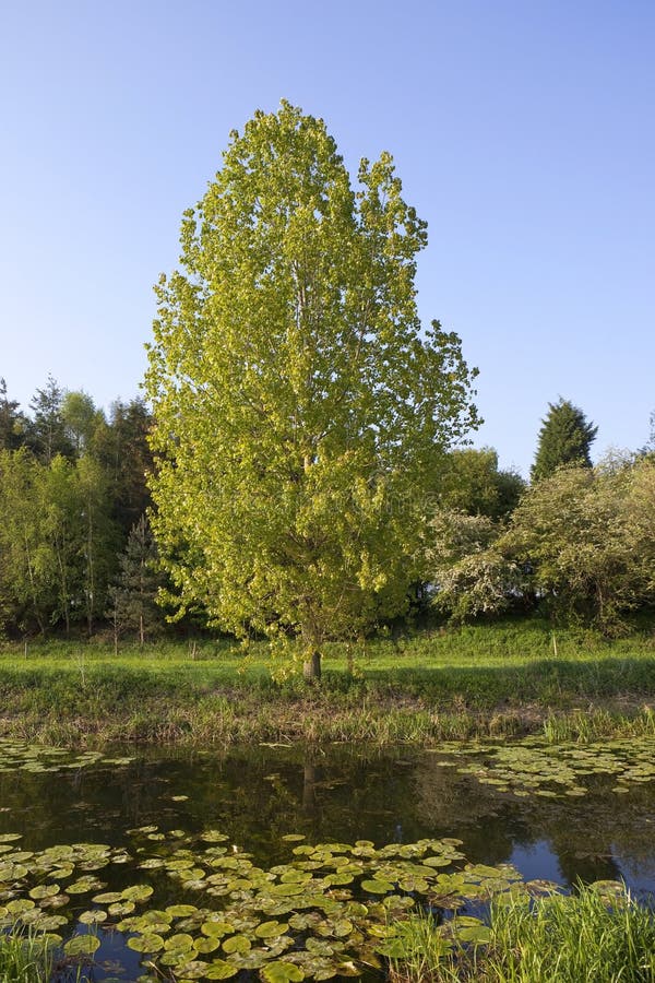 383 Plantation De Peuplier Photos libres de droits et gratuites de ...