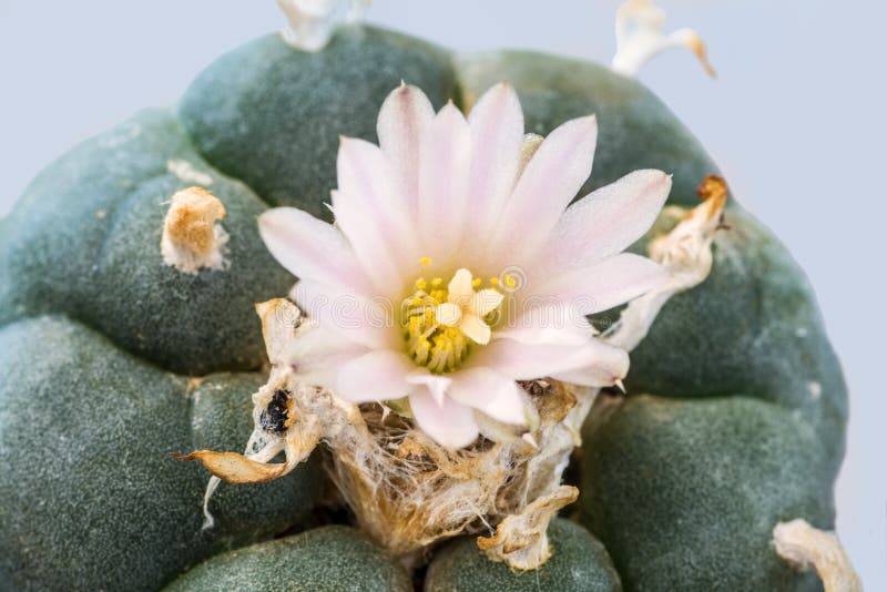 Peyote cactus with flower stock image. Image of ritual - 93526915