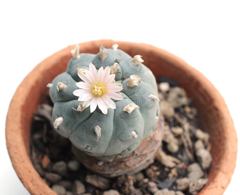 1,989 Peyote Stock Photos - Free & Royalty-Free Stock Photos from ...