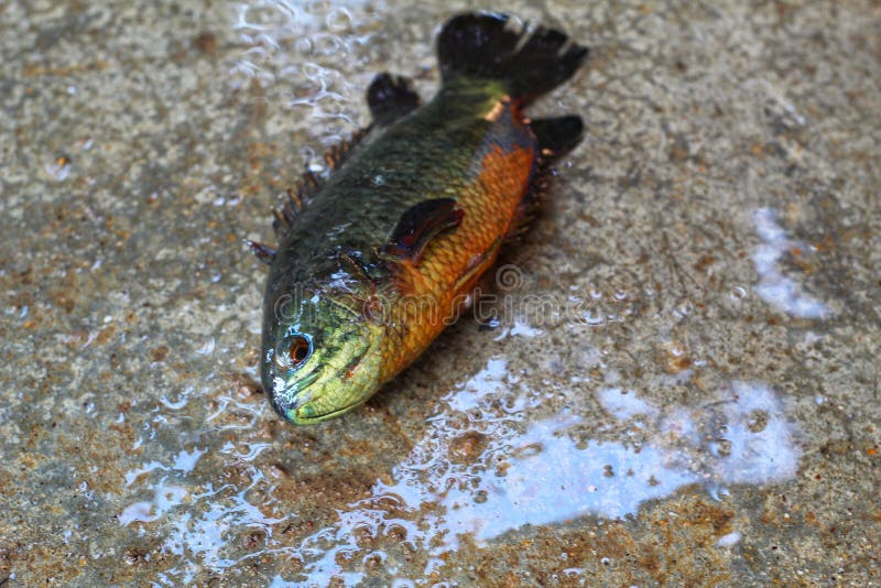 Pez Anabas Pez Perca Trepador Tendido En El Suelo Foto de archivo ...