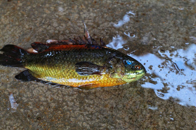 Pez Anabas Pez Perca Trepador Tendido En El Suelo Foto de archivo ...