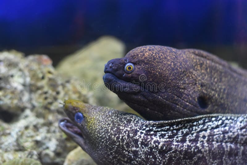 Pez Anguila Moray En Acuario Cloup Imagen de archivo - Imagen de ...