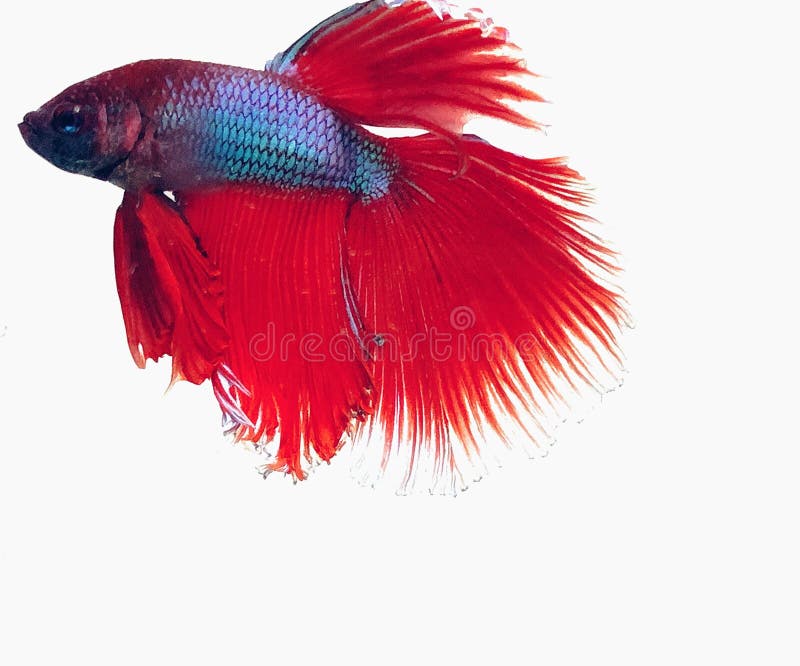 Pez betta foto de archivo. Imagen de fondo, color, azul - 200183112