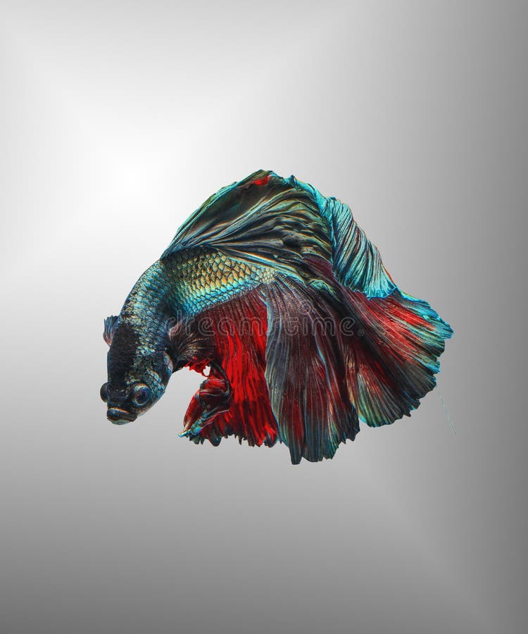 Pez de color completo foto de archivo. Imagen de rosa - 186508968