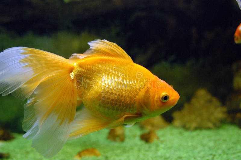 Pez de colores imagen de archivo. Imagen de goldfish - 34675827