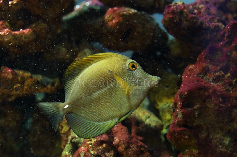 Pez de colores imagen de archivo. Imagen de amarillo - 35179795