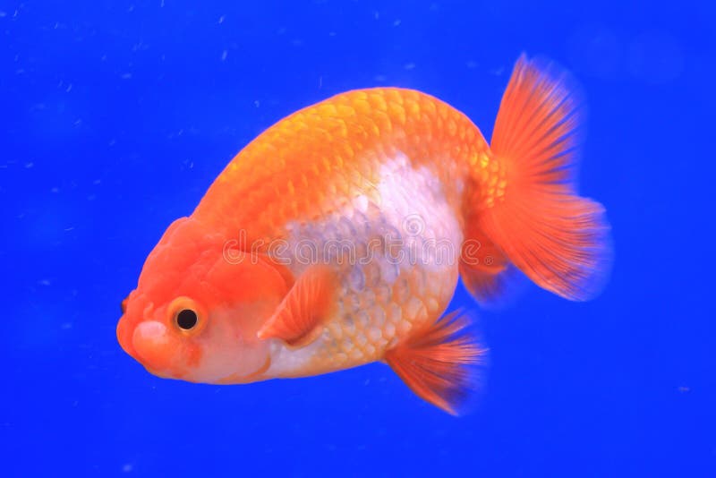 Pez de colores foto de archivo. Imagen de cola, desigual - 36108894