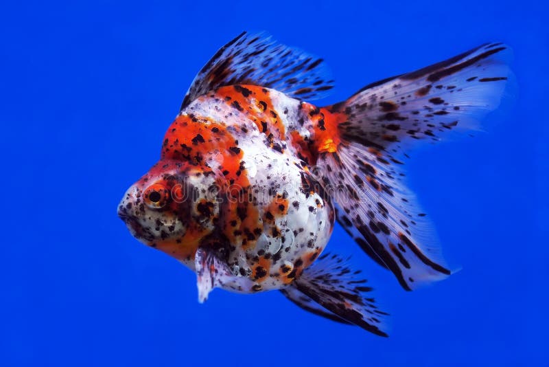 Pez de colores foto de archivo. Imagen de vida, animal - 46070670