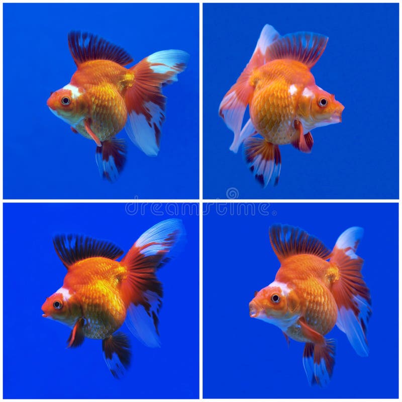 Pez de colores foto de archivo. Imagen de acuario, marina - 50801122