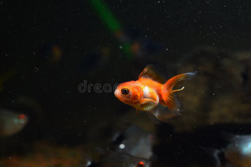 Pez de colores foto de archivo. Imagen de hermoso, gancho - 63369864