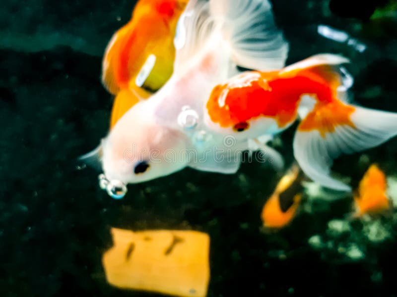 Pez de colores imagen de archivo. Imagen de pescados - 153294165