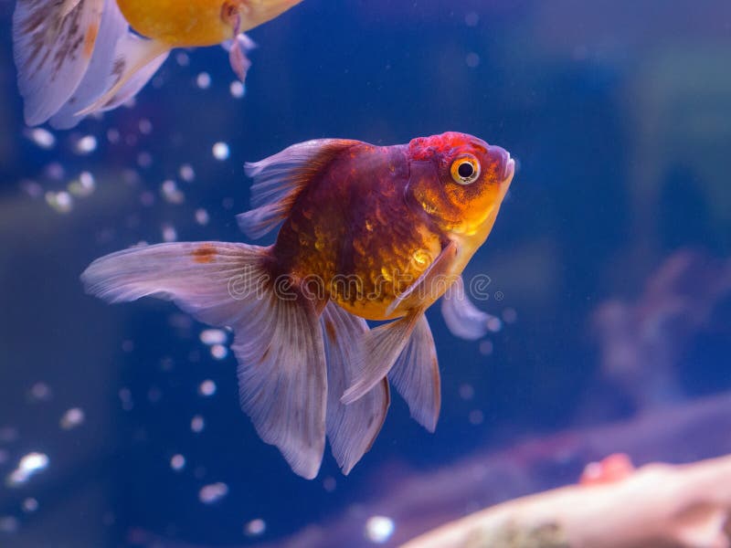 Pez De Colores En Primer Del Agua Foto de archivo - Imagen de ...