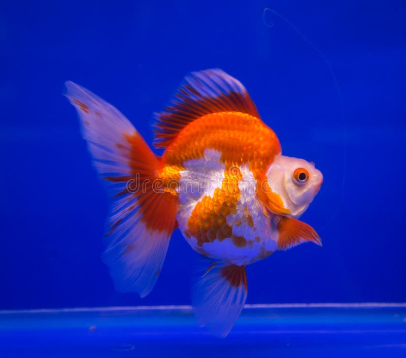 Pez De Colores En Un Fondo Azul Foto de archivo - Imagen de goldfish ...