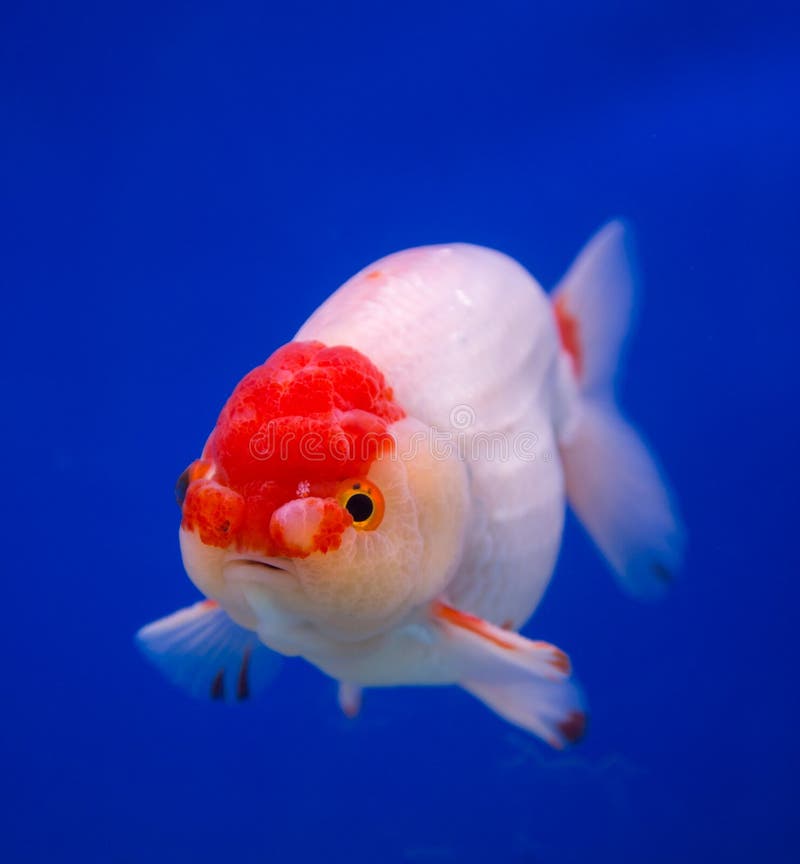 Pez De Colores En Un Fondo Azul Foto de archivo - Imagen de azul ...