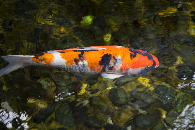 Negro Japonés Del Pez De Colores Con Color Rojo Imagen de archivo ...