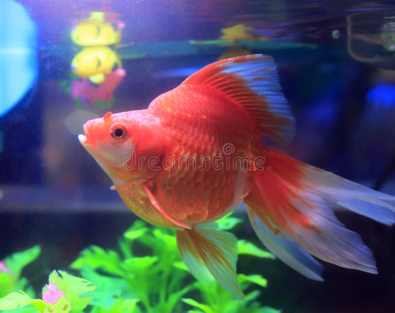 Pez De Colores Rojo En Acuario Imagen de archivo - Imagen de animal ...