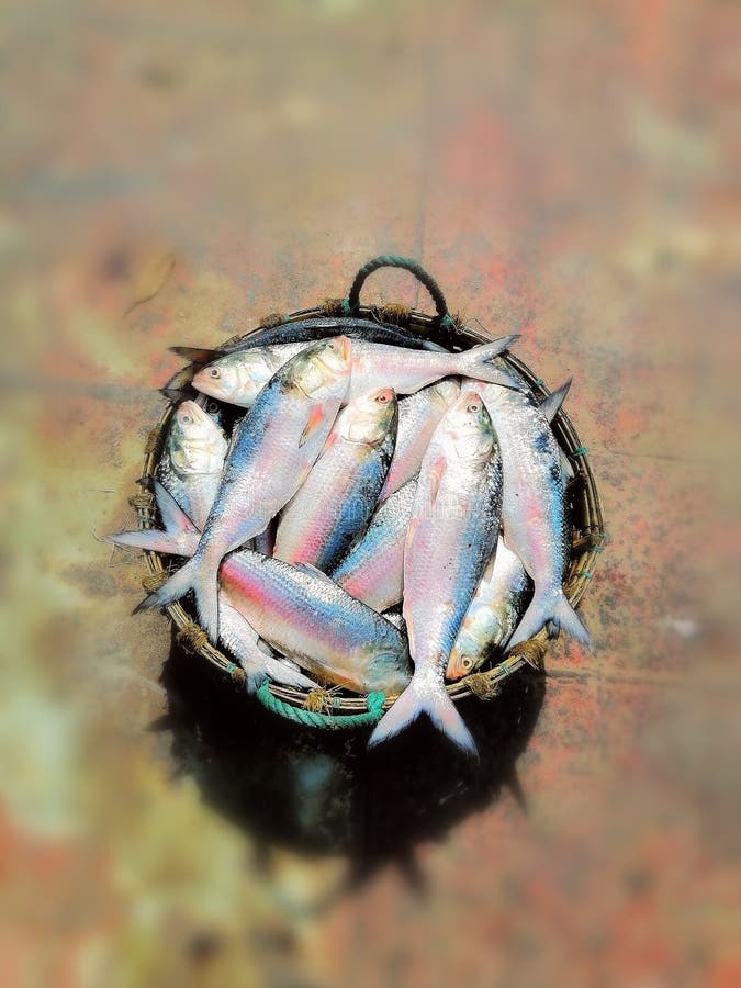 Pez de hilera imagen de archivo. Imagen de hoja, mundo - 252973193