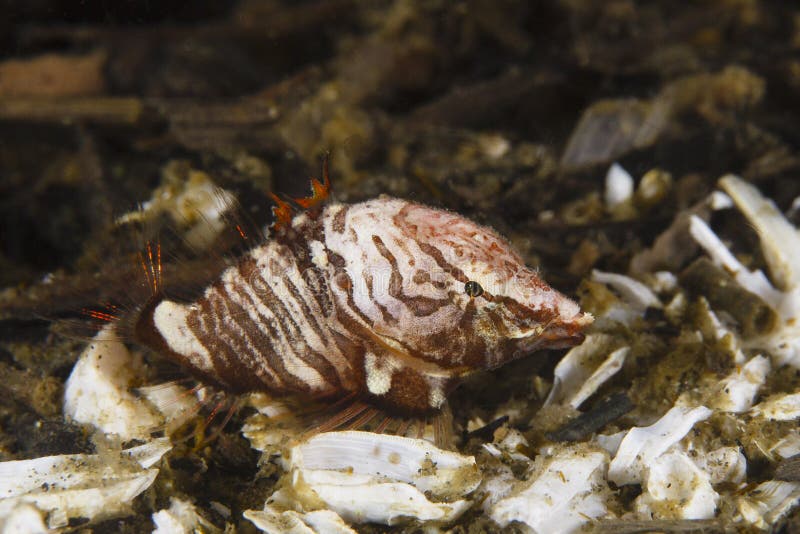 Pez del ronco foto de archivo. Imagen de zambullidores - 88774260