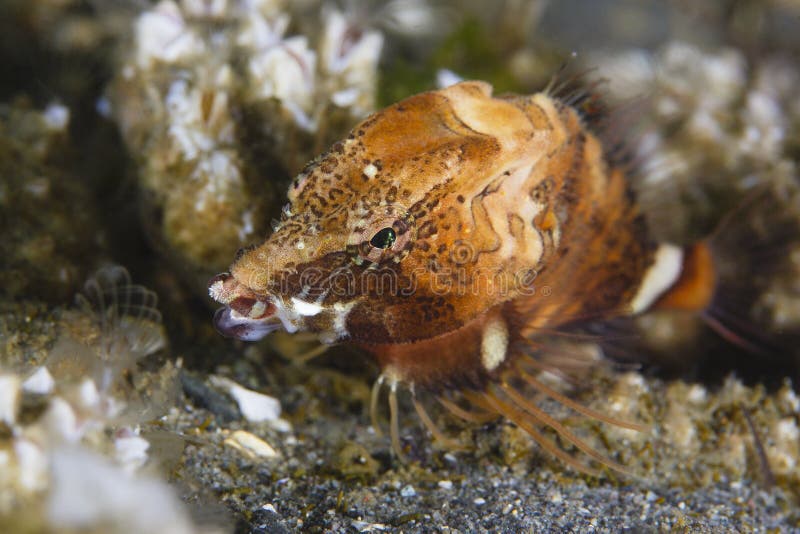 Pez del ronco foto de archivo. Imagen de perseguir, colorido - 88774342