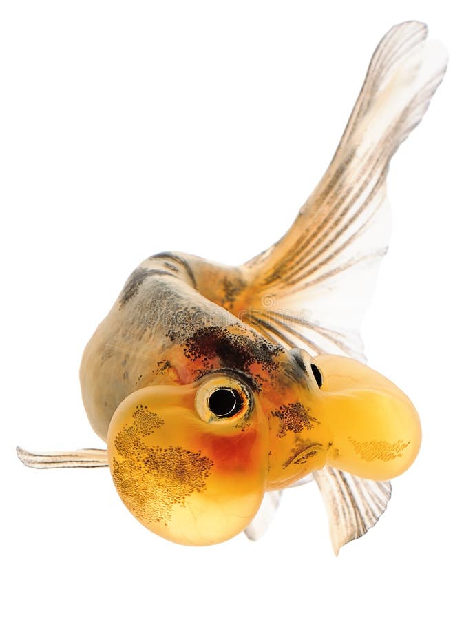 Goldfish Del Ojo De La Burbuja Imagen de archivo - Imagen de mascota ...