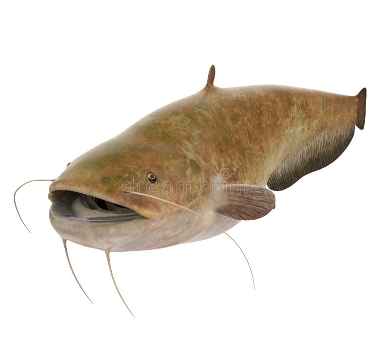 Pez Globo Aislado De Fondo Blanco Stock de ilustración - Ilustración de ...