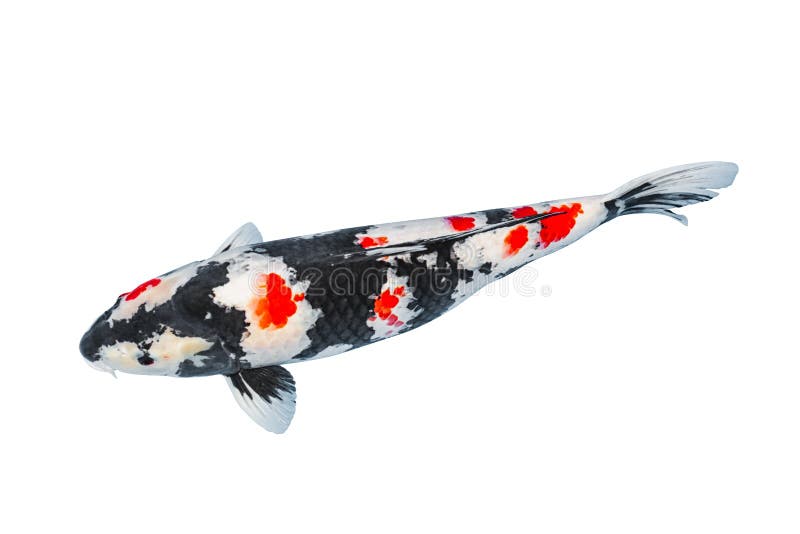 Pez koi de fondo blanco imagen de archivo. Imagen de porcelana - 247588147