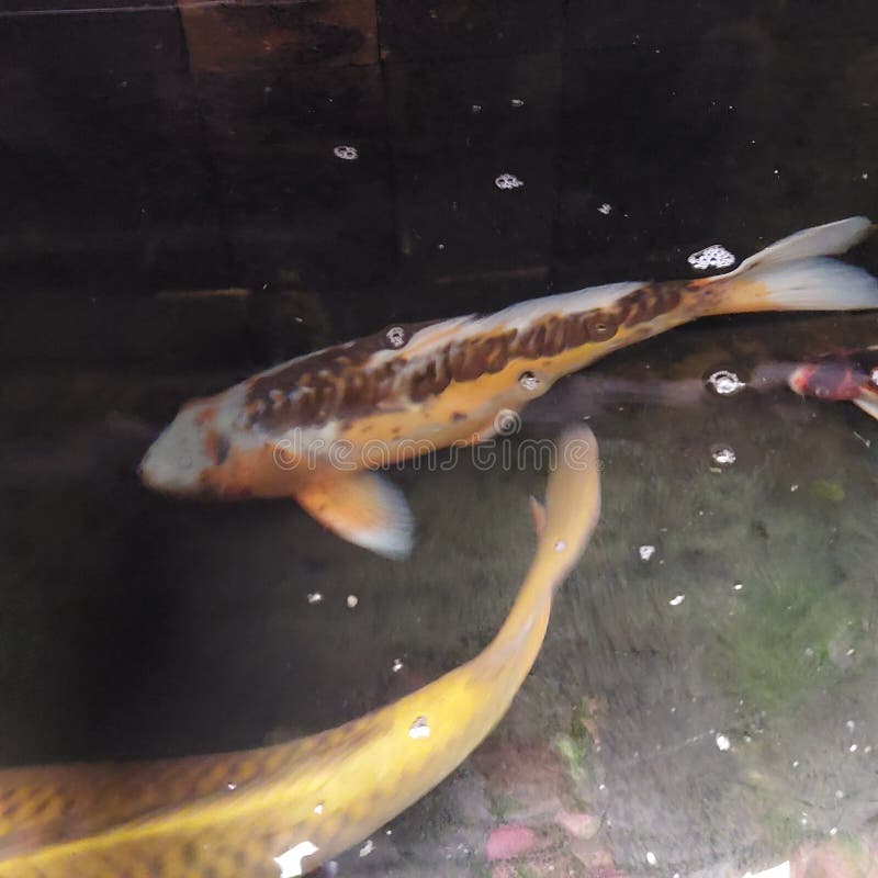 Pez koi en el estanque imagen de archivo. Imagen de pescados - 264748371