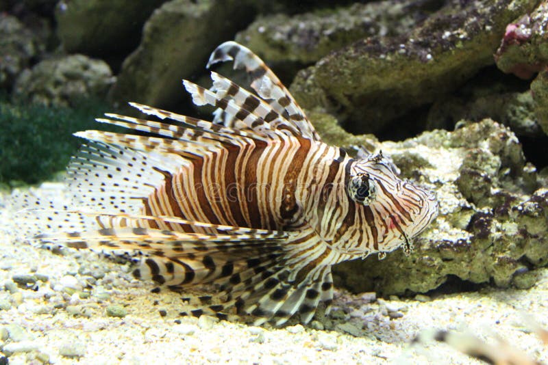 Pez rayado imagen de archivo. Imagen de organismo, pescados - 229934473