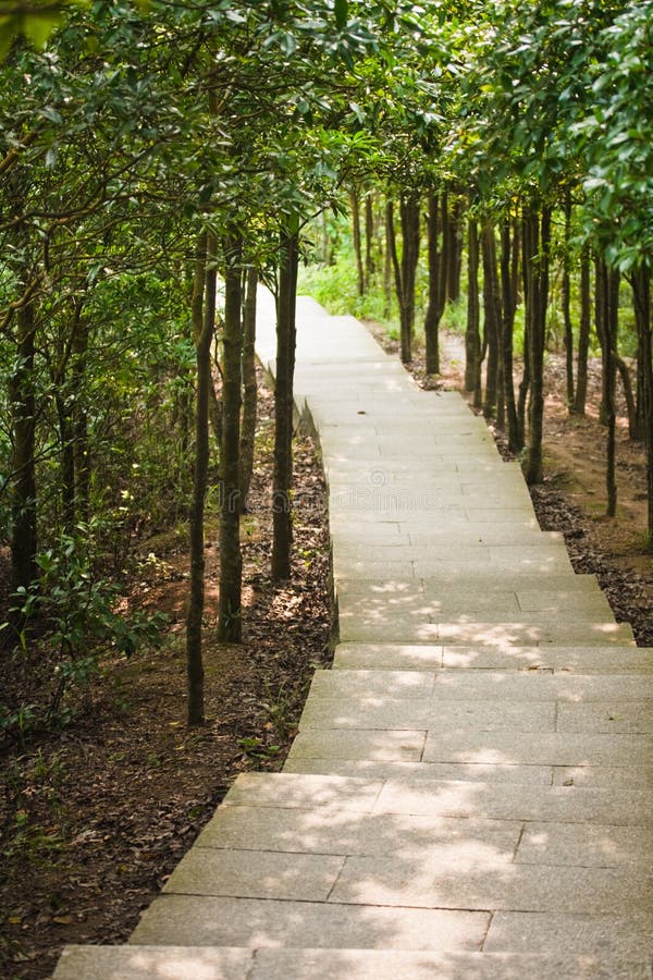Pfad stockfoto. Bild von ziegelsteine, grün, plasterung - 10810478