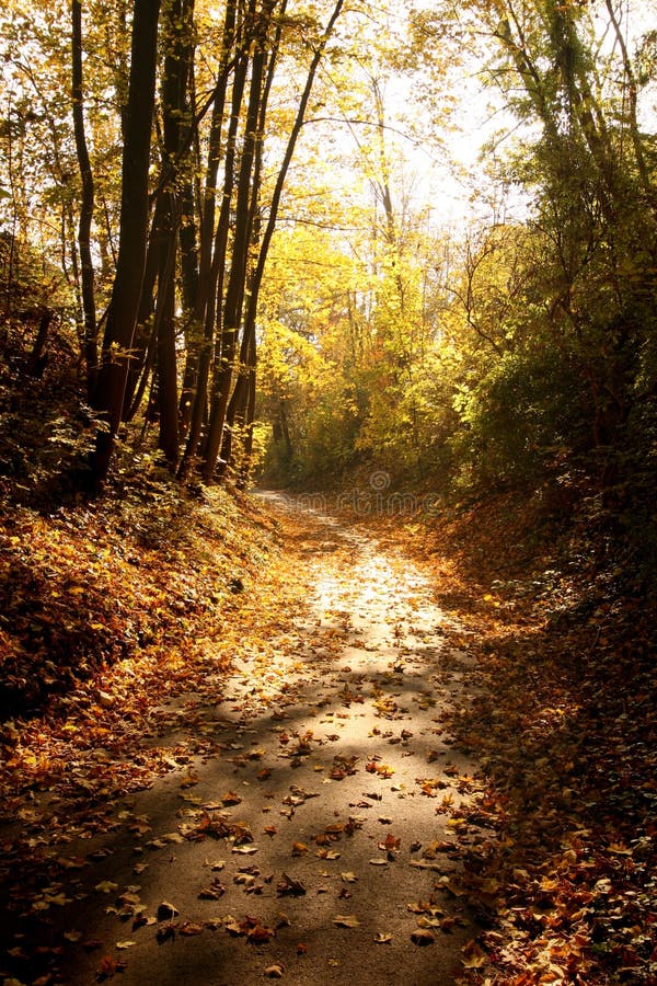 Pfad durch Holz im Fall stockbild. Bild von wandern, nave - 3528921