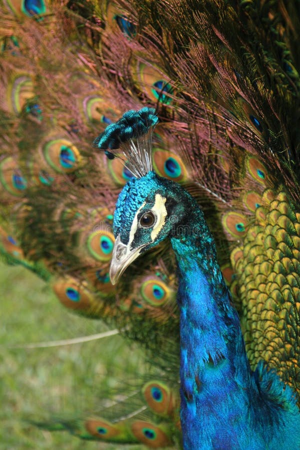 Helle Federn eines Pfaus stockfoto. Bild von majestätisch - 16325344