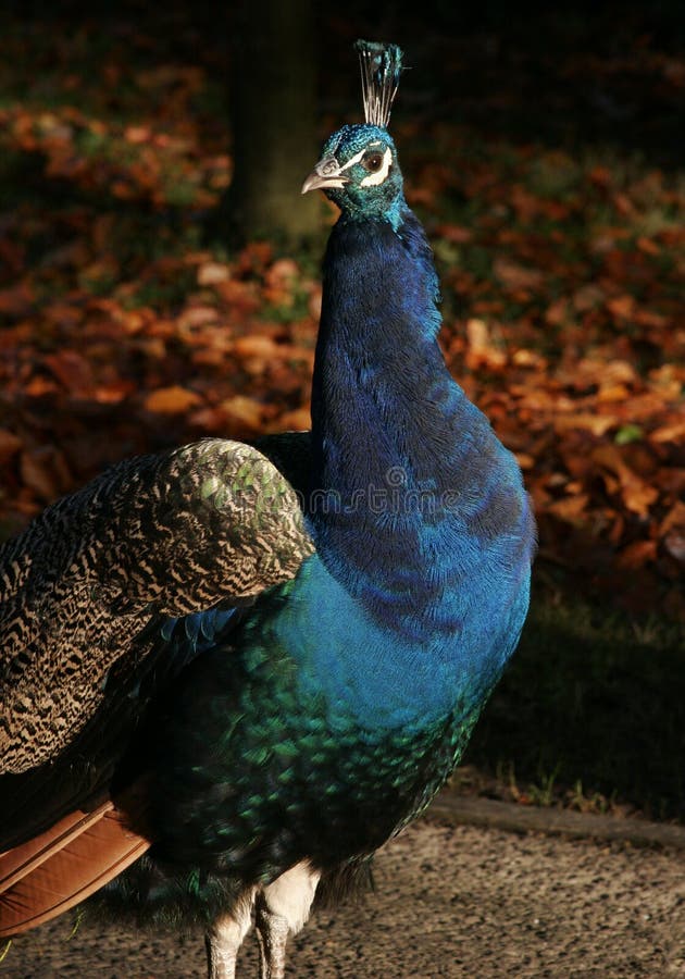 Pfau-Familie stockfoto. Bild von tier, schön, blätter - 6895554