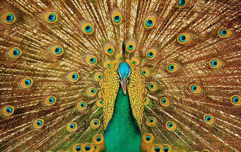 Pfau-Feder stockbild. Bild von blau, feder, phantasie - 4544831