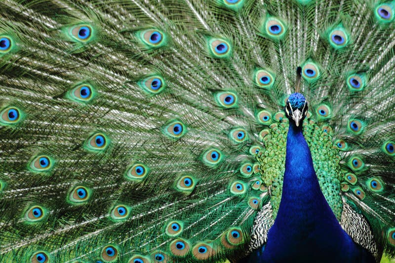 Pfau stockfoto. Bild von pfau, blau, hintergrund, feder - 11892146