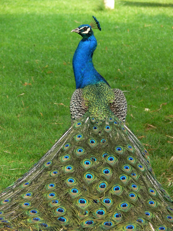 Pfau auf einem Zaun stockbild. Bild von palisander, mann - 25564735