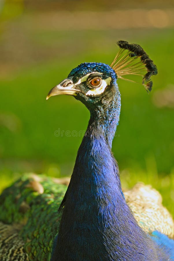 Pfau stockbild. Bild von kopf, pfau, tier, blau, geflügel - 31314819