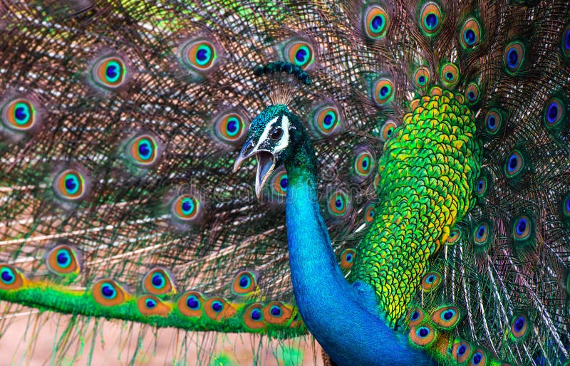 Pfau stockfoto. Bild von tiere, afrika, ceylon, planet - 47595812