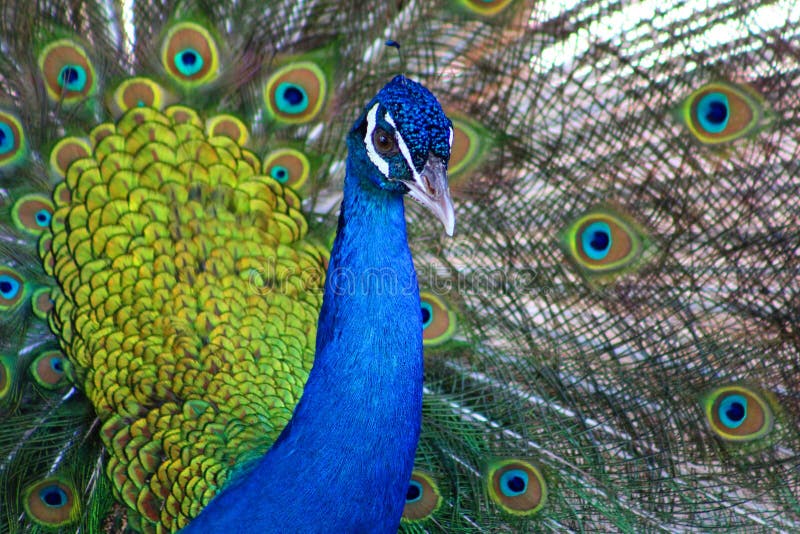 Pfau stockfoto. Bild von blau, grün, peafowls, pfau, anziehen - 55086102