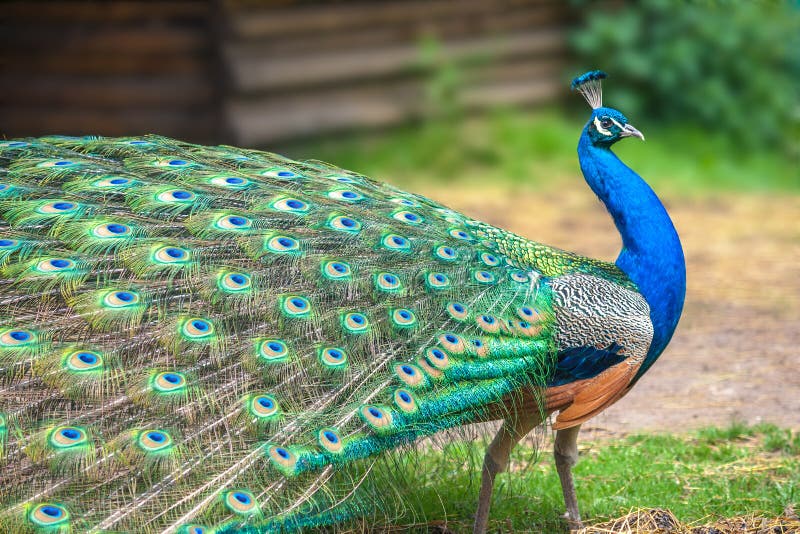 Pfau stockfoto. Bild von horizontal, beschreibend, majestätisch - 93857160