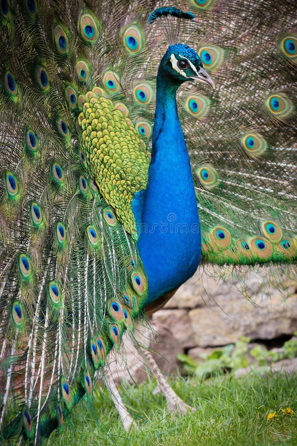 Pfau stockfoto. Bild von schönheit, federn, schön, horizontal - 96559710