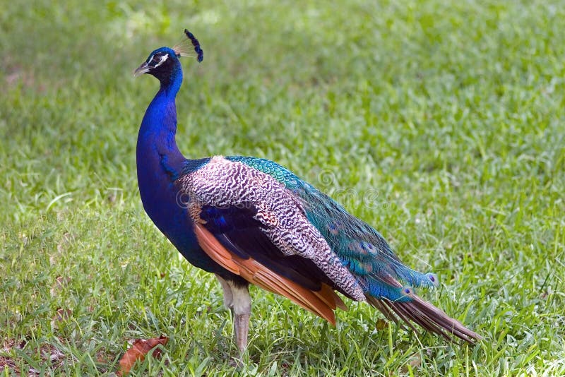 Pfau-Aufstellung stockbild. Bild von rasen, tier, holm - 1177853