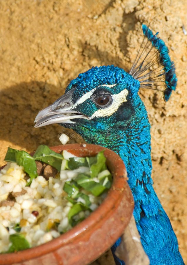 Pfau Essen Stockfotos und Bilder - Laden Sie 445 lizenzfreie Fotos herunter
