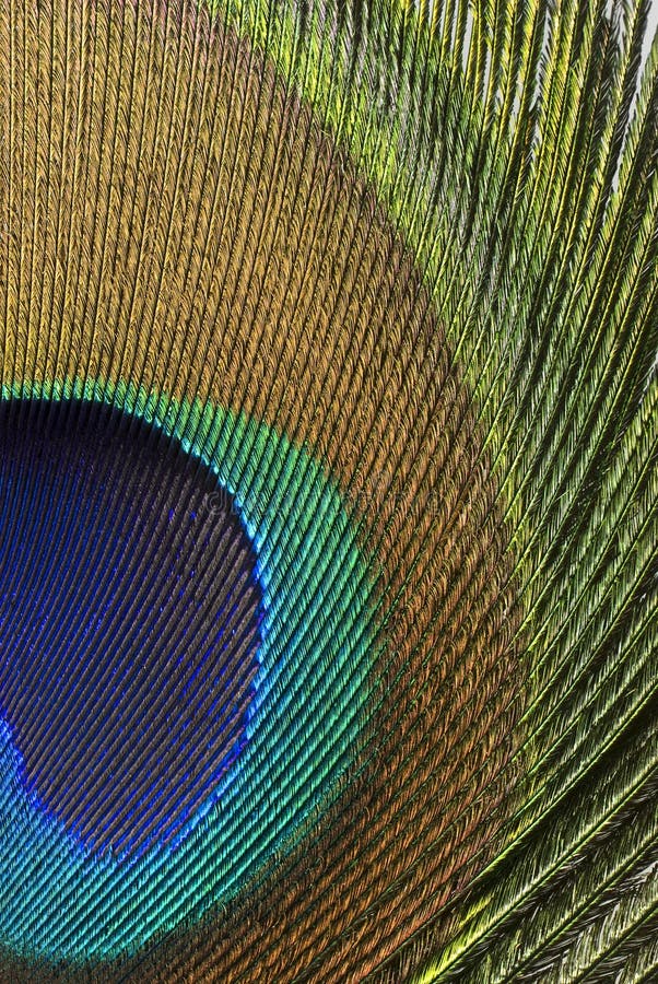 Pfau-Feder stockfoto. Bild von beschaffenheit, gemasert - 16644176
