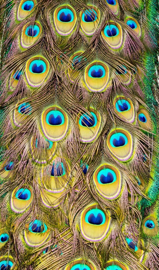 Pfau-Heck-Feder stockbild. Bild von auge, auslegung, elegant - 20985577
