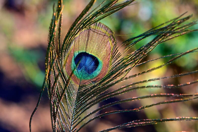 24,884 Pfau Feder Fotos - Kostenlose und Royalty-Free Stock-Fotos von ...