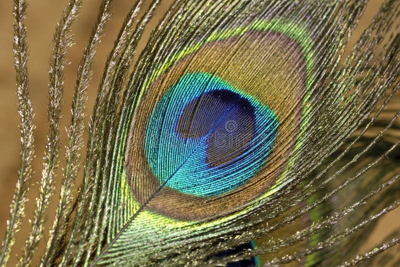 24,884 Pfau Feder Fotos - Kostenlose und Royalty-Free Stock-Fotos von ...