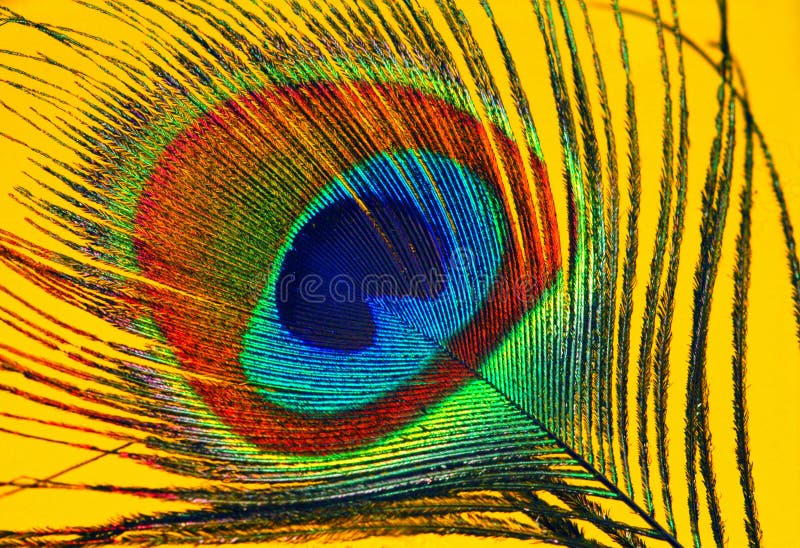 Pfau-Feder-Auge stockbild. Bild von exotisch, farbe, nahaufnahme - 8544957