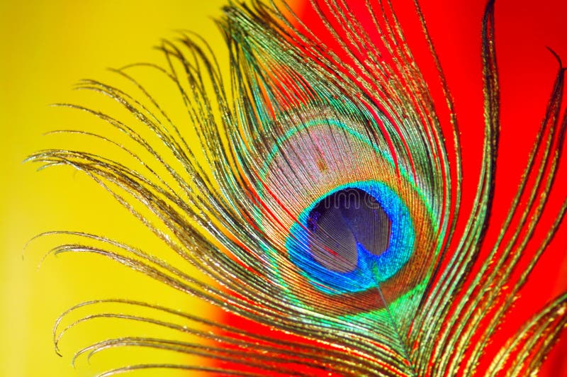 Pfau-Feder-Nahaufnahme stockbild. Bild von feder, farben - 5991217