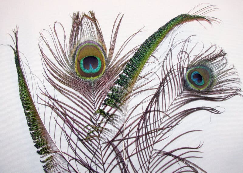 Zwei Pfaunenfedern Im Detail Stockbild - Bild von muster, grün: 4964573